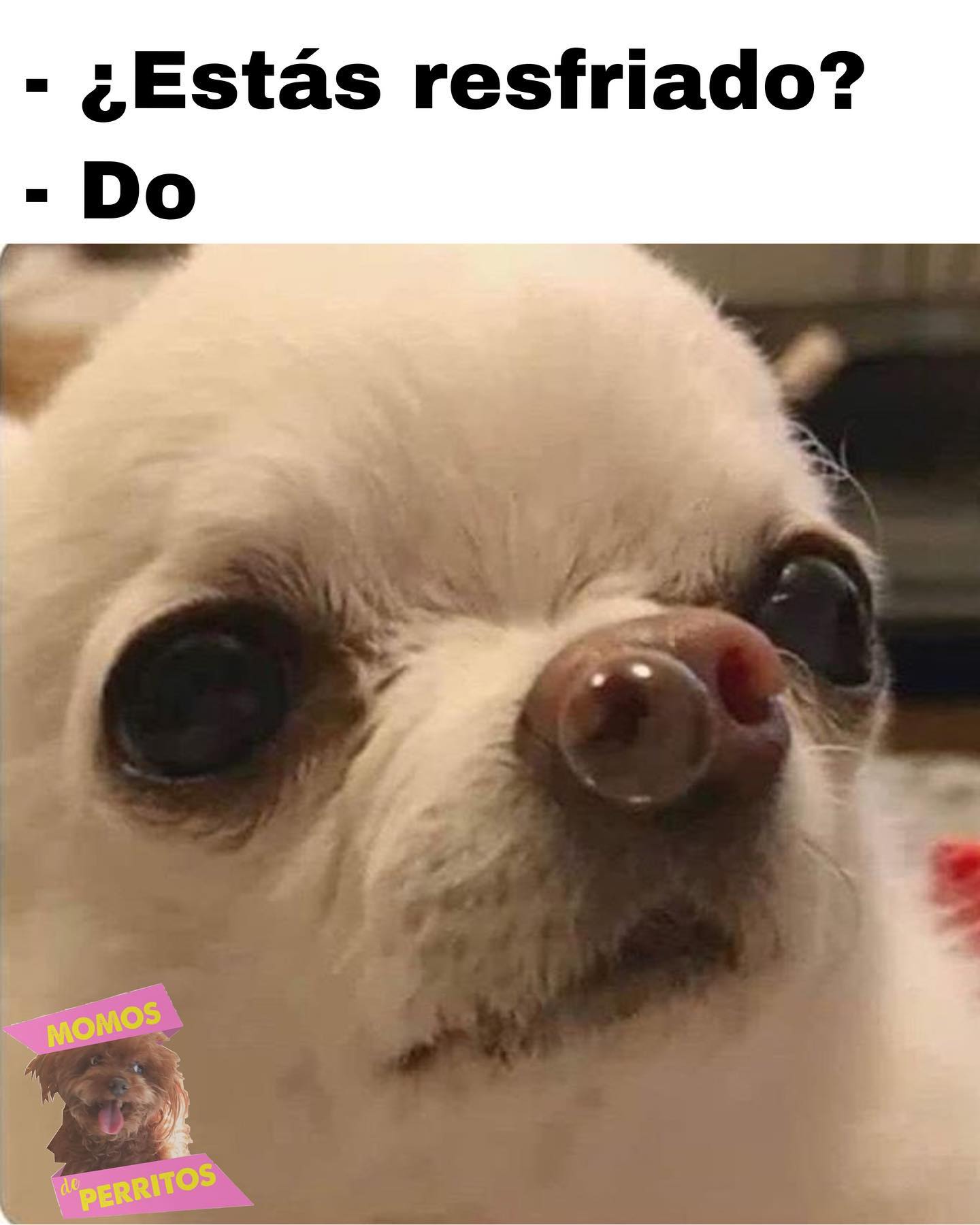 Los 10 mejores memes de enero 2022 para WhatsApp: sin plata, con gripe